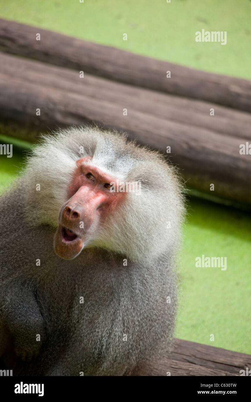 Baboon teeth hi-res stock photography and images - Alamy