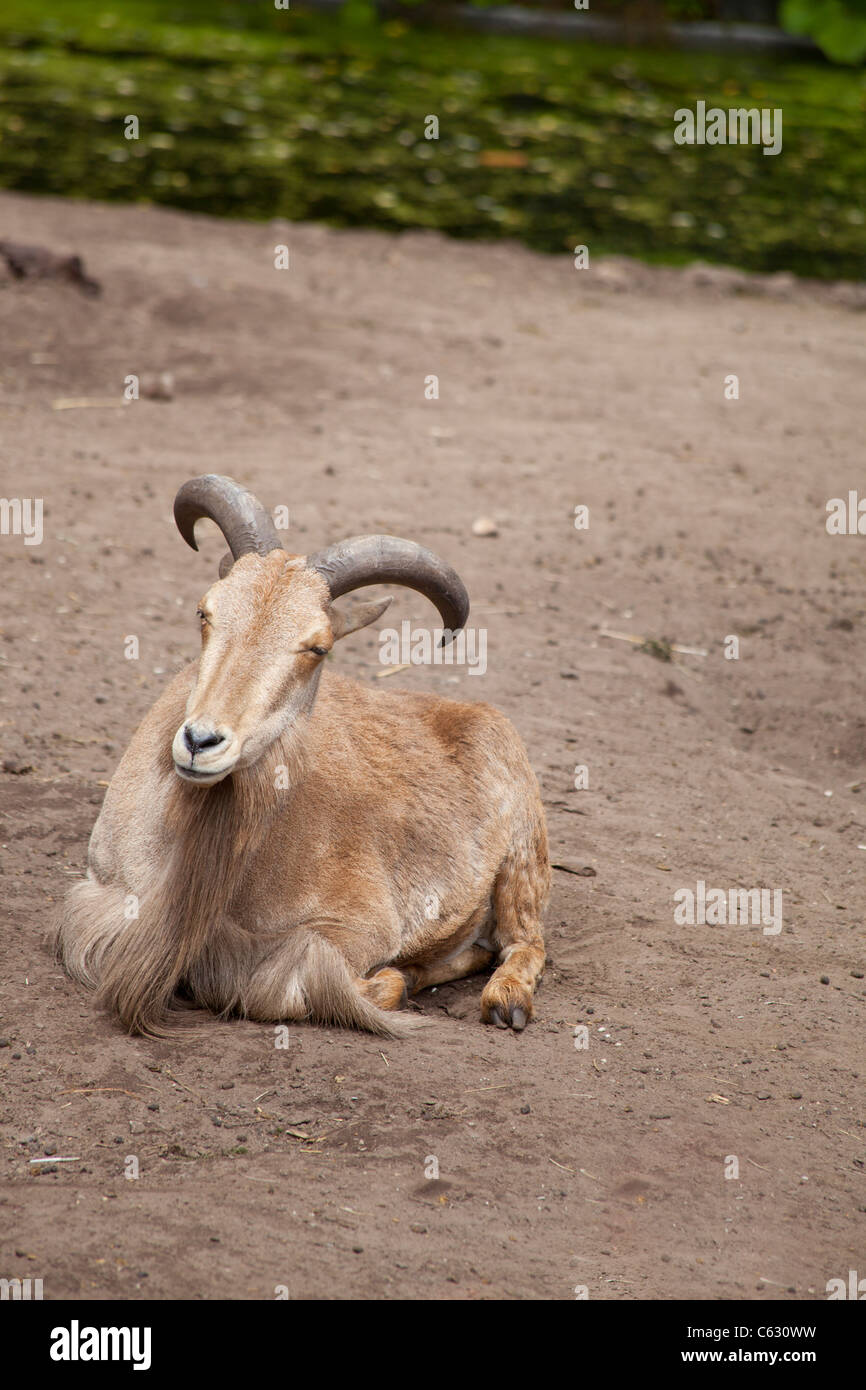 Suffolk Sheep Ram High Resolution Stock Photography and Images - Alamy