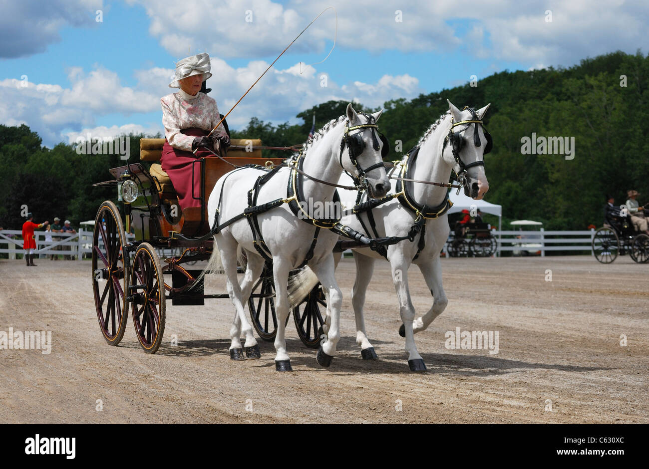 Senior woman drives four wheel carriage and two white horses Stock ...