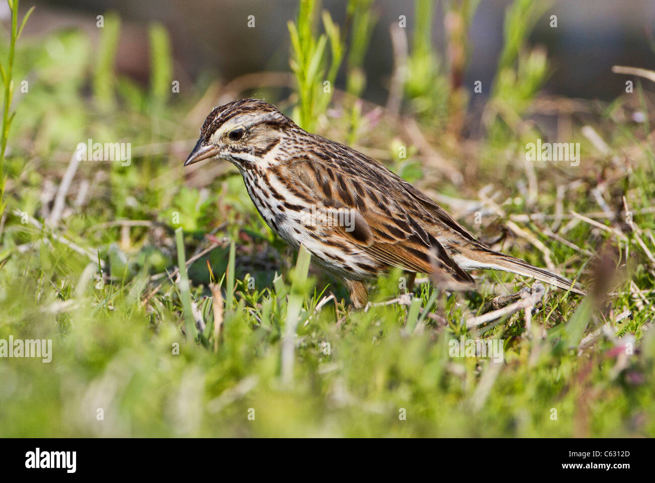 Song Sparrow (Melospiza melodia Stock Photo - Alamy