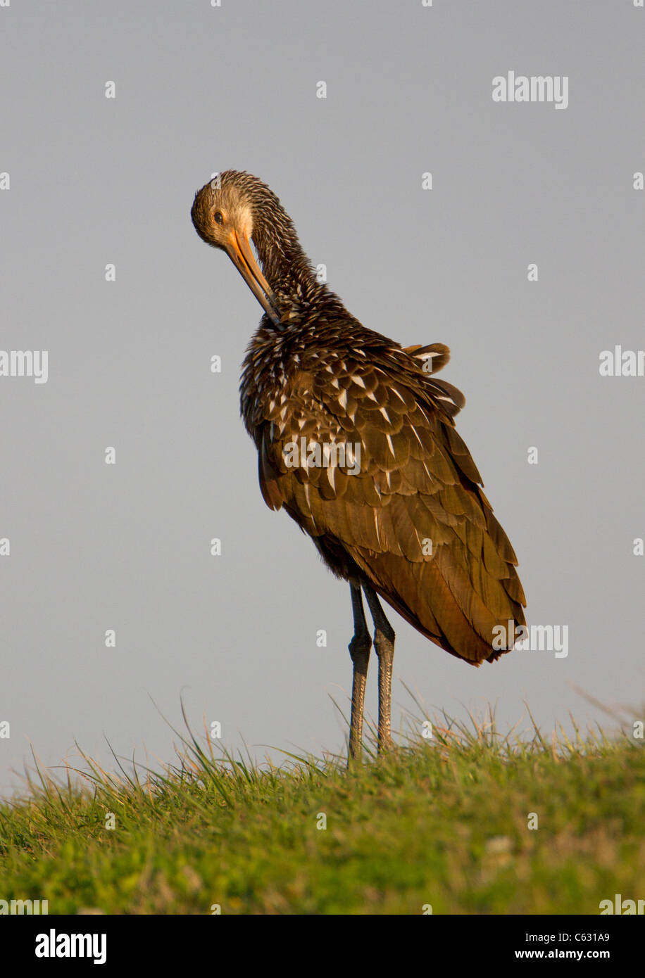 Limpkin (Aramus guarauna) preening Stock Photo - Alamy
