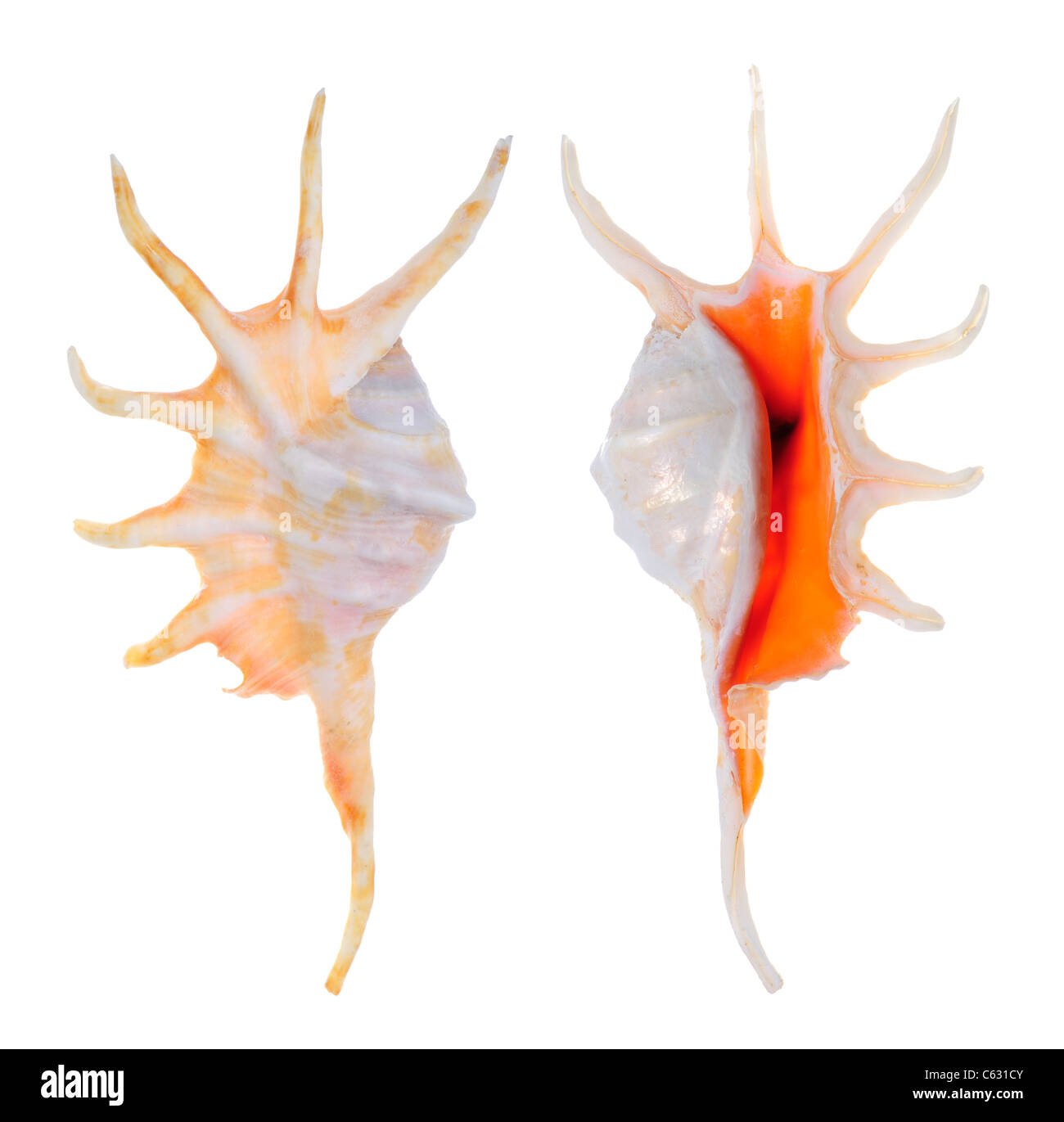 Orange Spider Conch (Lambis crocata crocata) 14cm Stock Photo - Alamy