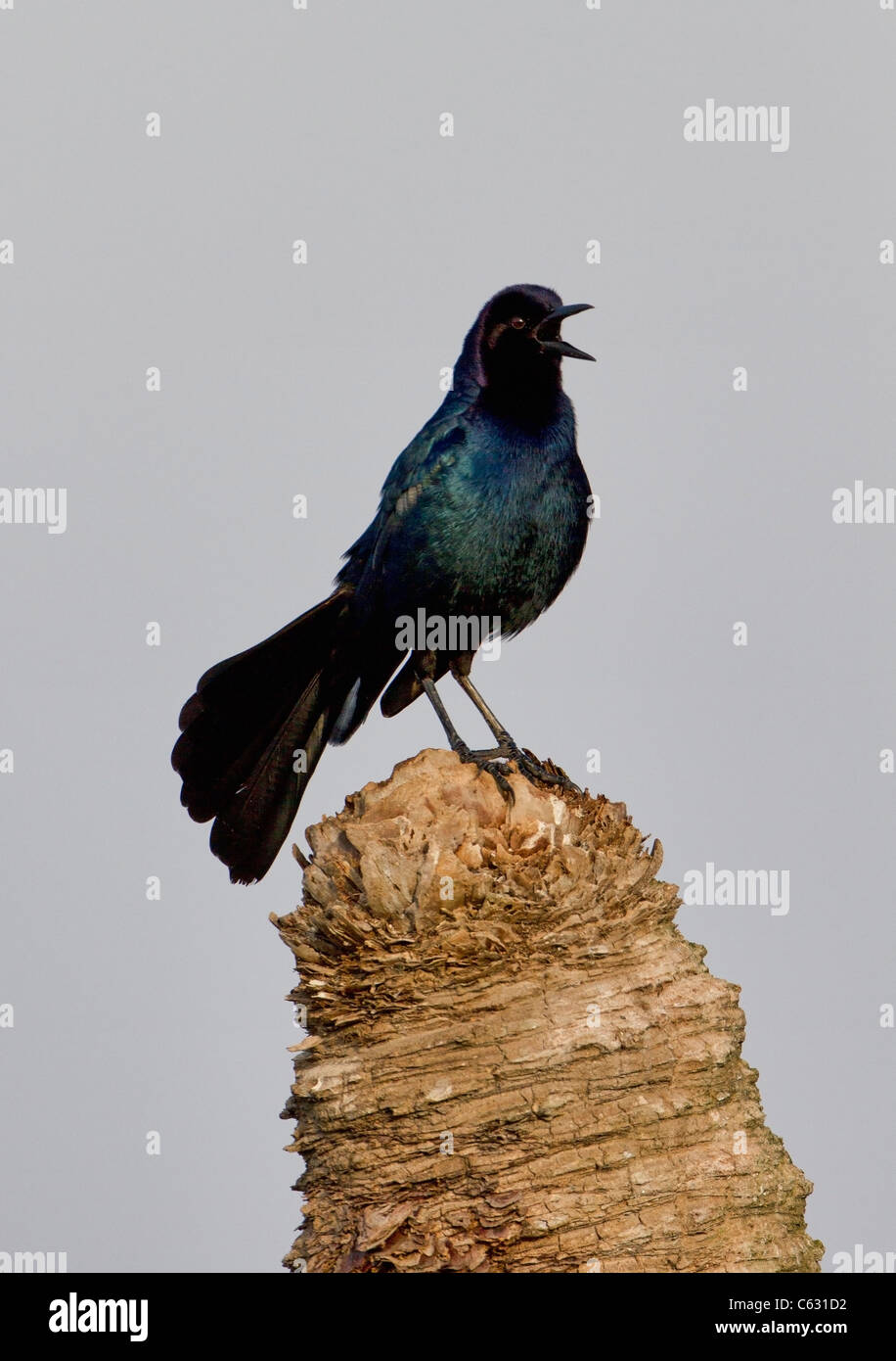 Boat tailed Grackle (Quiscalus major) singing Stock Photo - Alamy