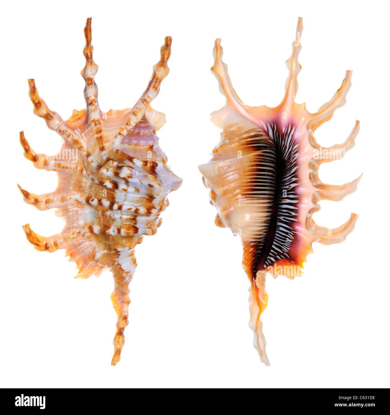 Scorpion Spider Conch (Lambis scorpius / scorpio) 14cm Stock Photo - Alamy