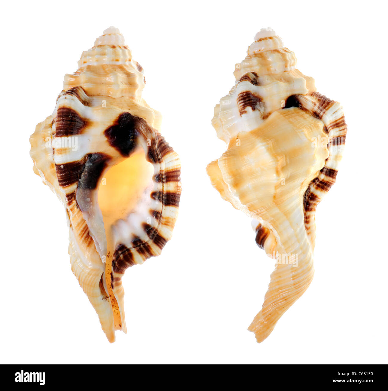 Yellow Triton shell (Cymatium Lotorium Stock Photo - Alamy