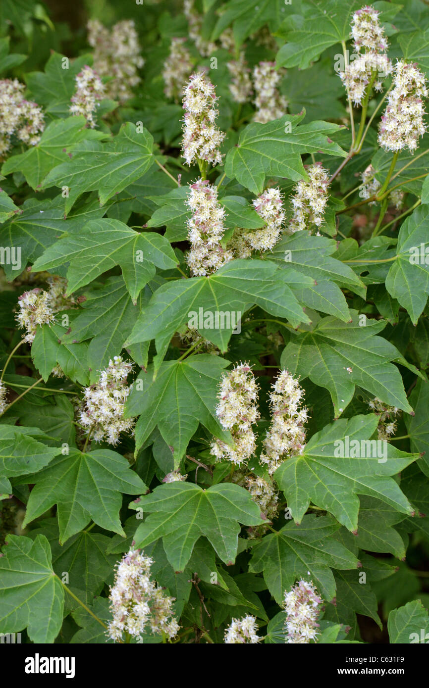 A Chinese Maple, Acer erianthum, Sapindaceae (Aceraceae), China ...