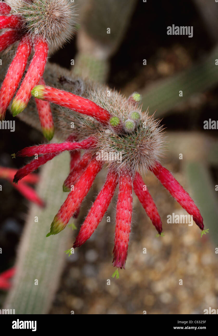 Cleistocactus hi-res stock photography and images - Alamy