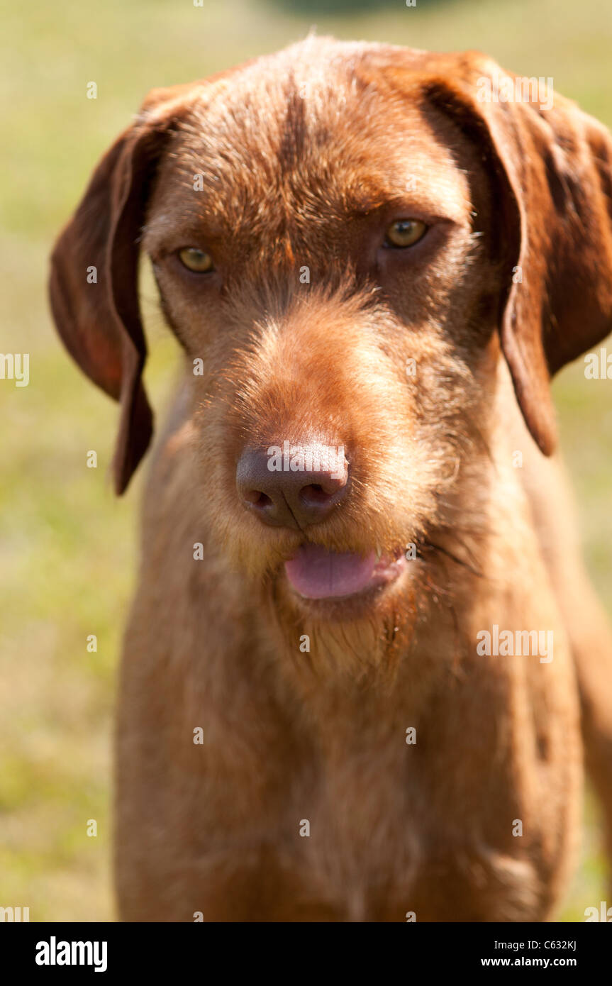 Wire haired Hungarian Vizsla Stock Photo - Alamy