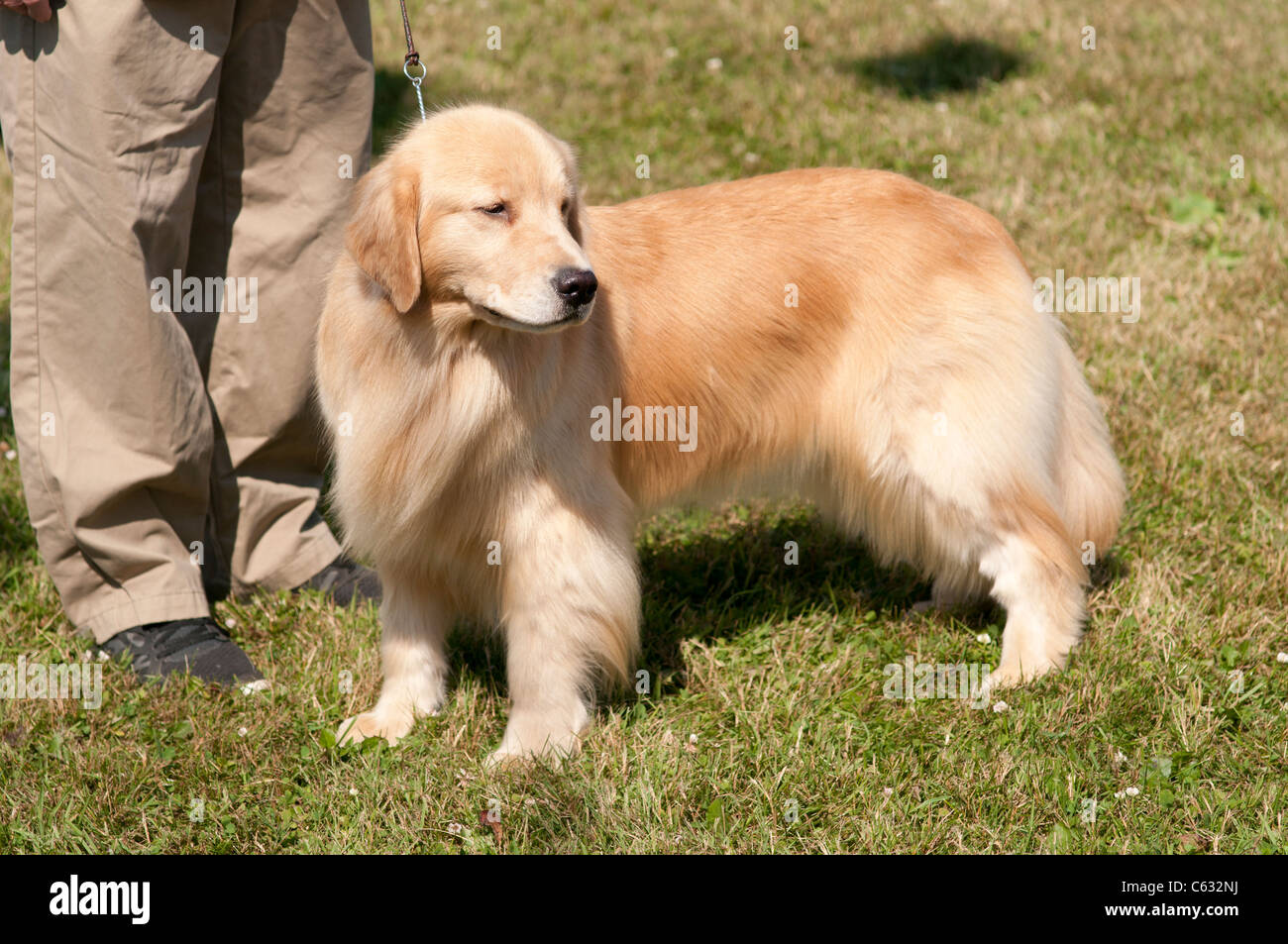 Golden Retriever at dog show Stock Photo - Alamy