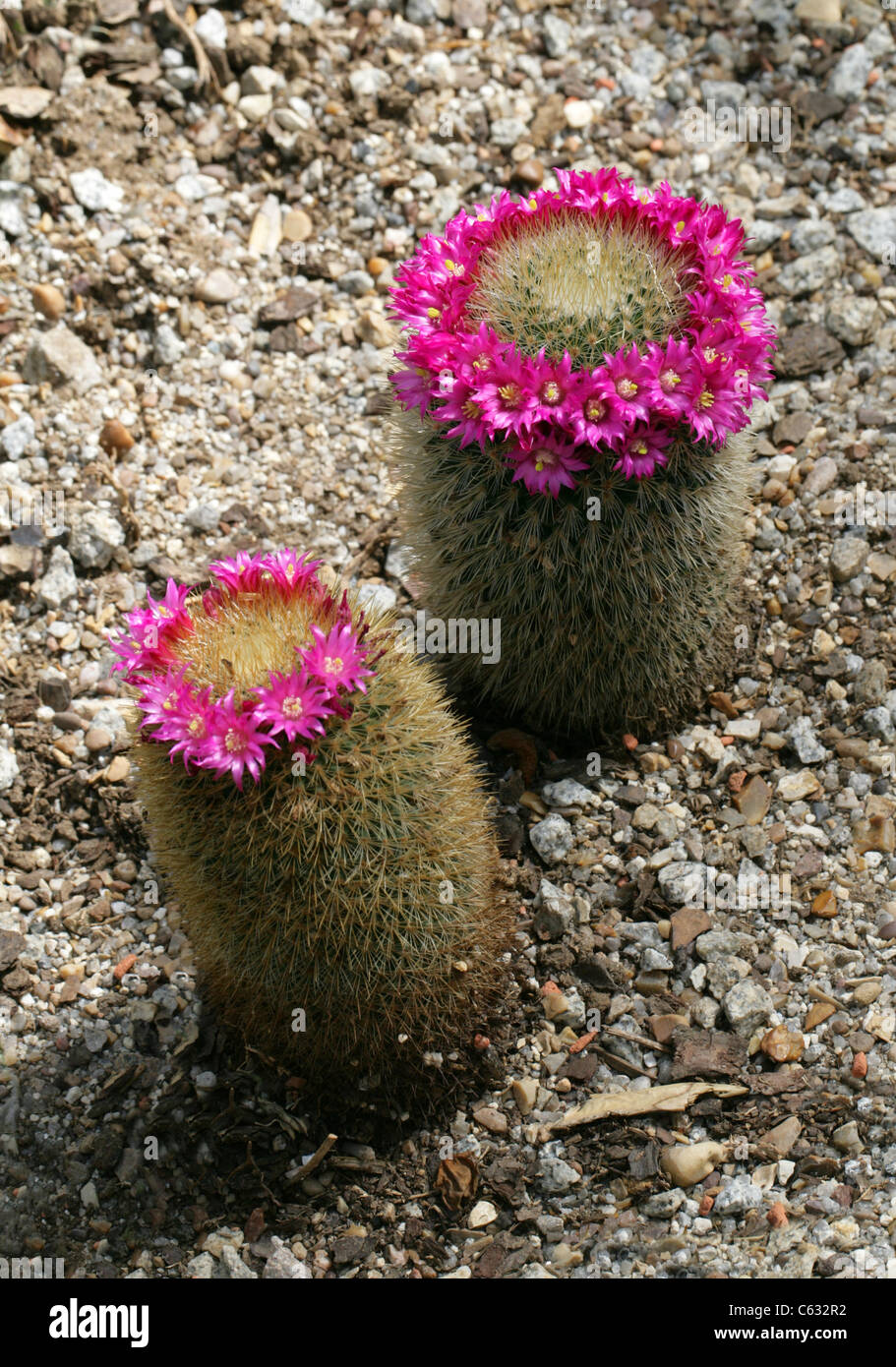 Cactus, Mammillaria nunezii subsp. bella, Cactaceae. Mexico Stock Photo ...