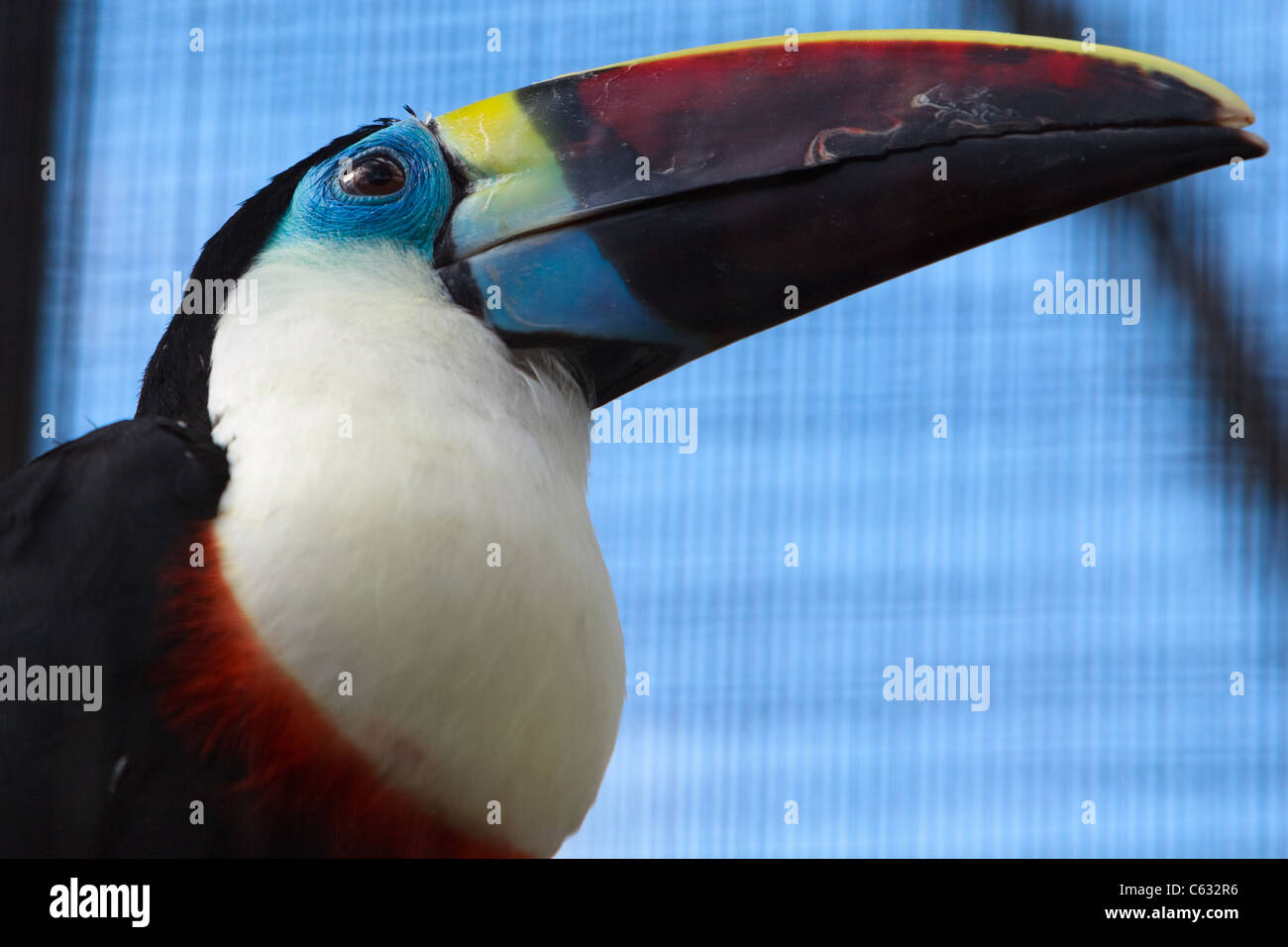 White throated Toucan (Ramphastos tucanus) or the Red Billed Toucan ...