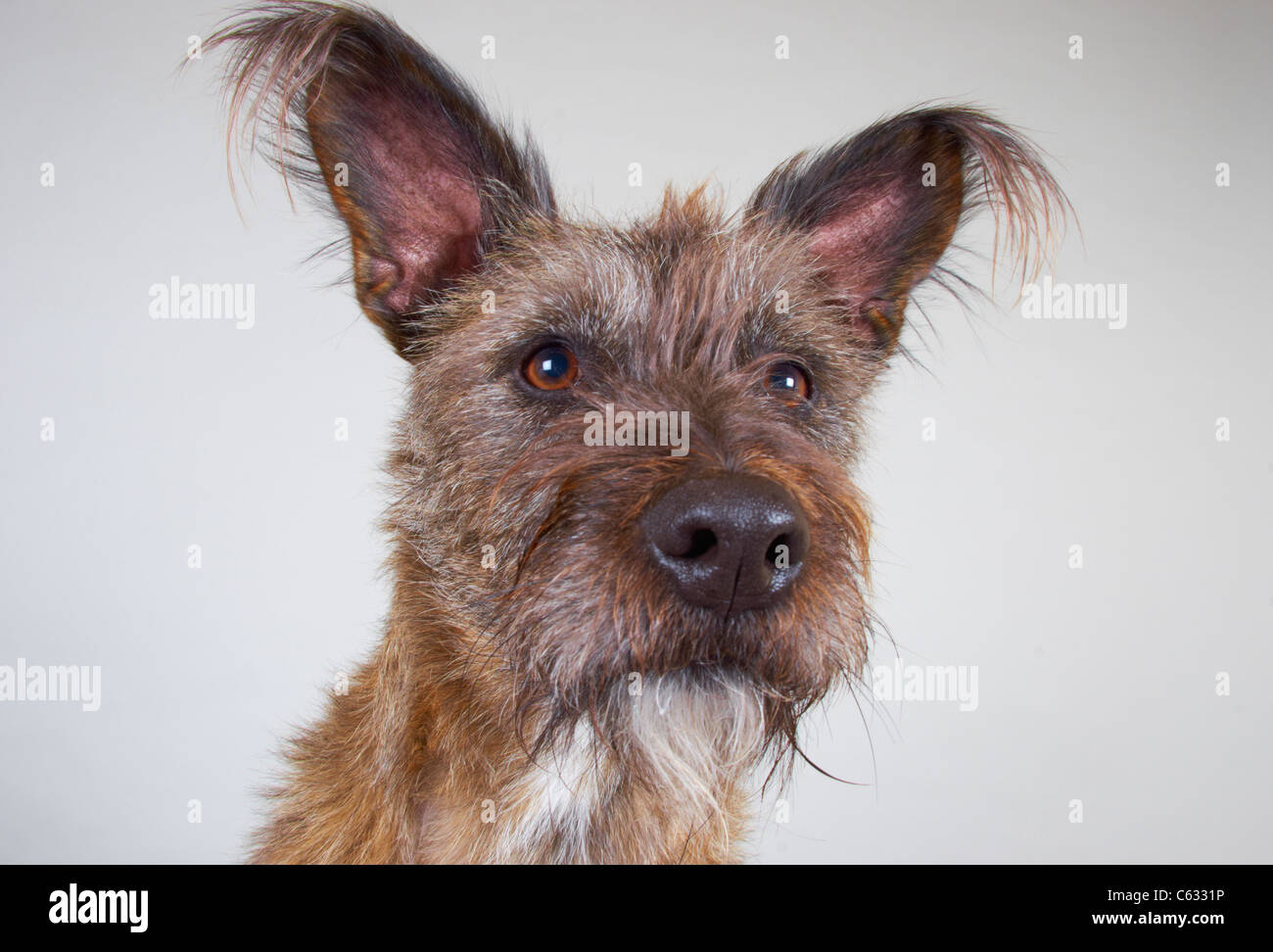 Long tan ears hi-res stock photography and images - Alamy