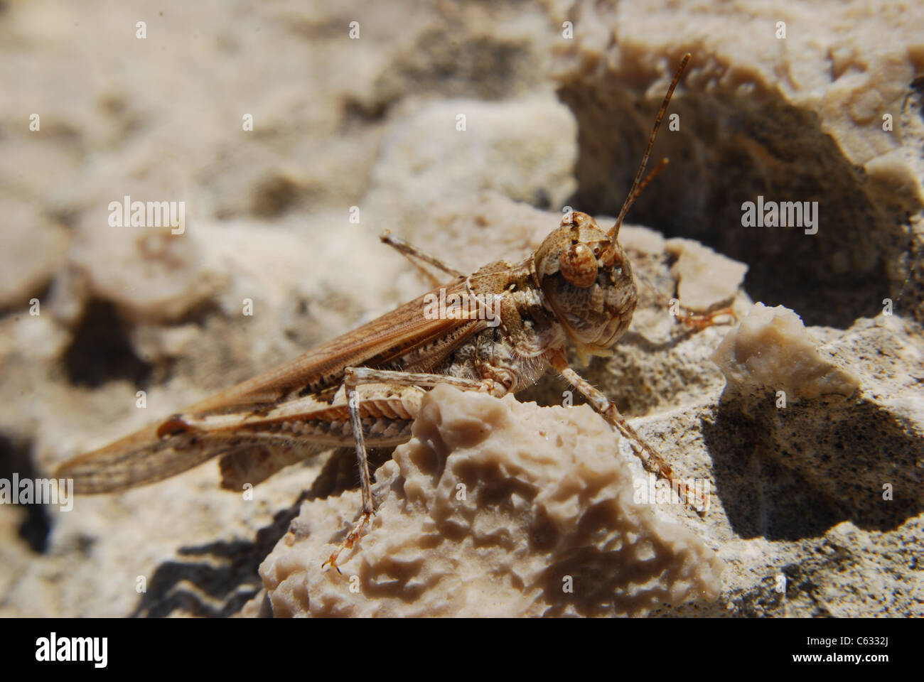 Greece insect hi-res stock photography and images - Alamy