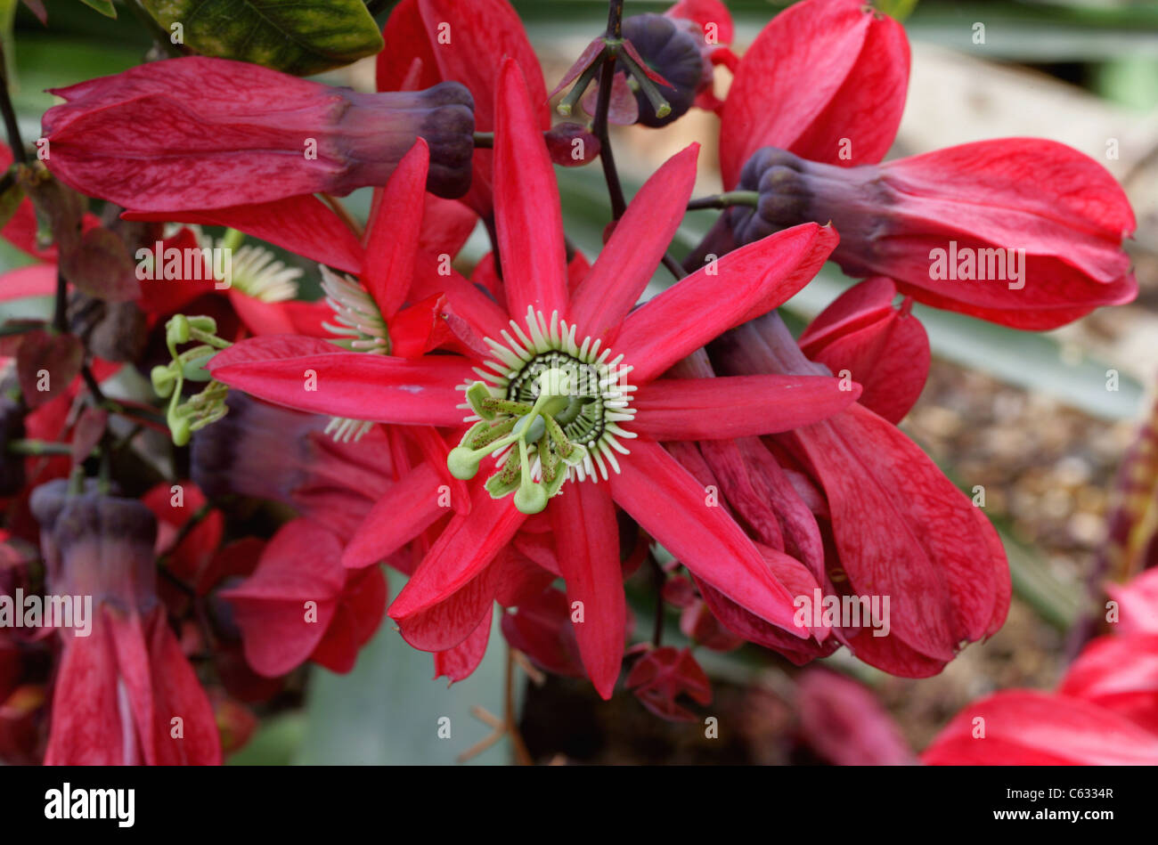 Red Passion Flower, Passiflora racemosa, Passifloraceae, South East ...