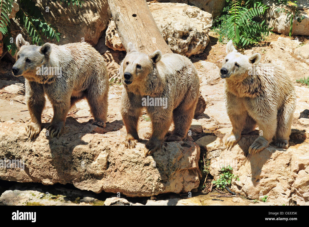 Brown Bear Ursus Detail Paw High Resolution Stock Photography and ...