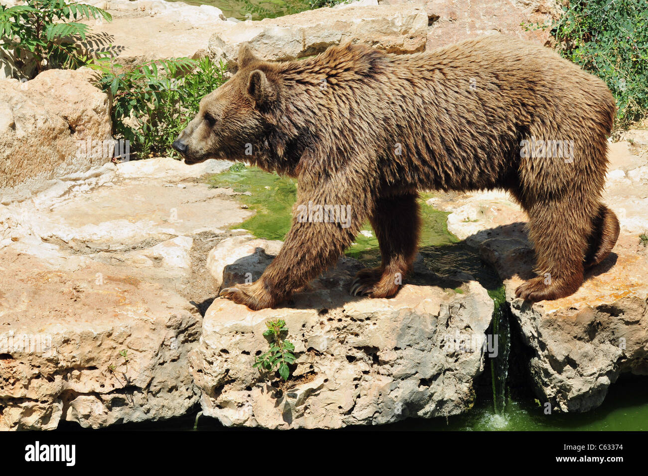 Brown Bear Ursus Detail Paw High Resolution Stock Photography and ...