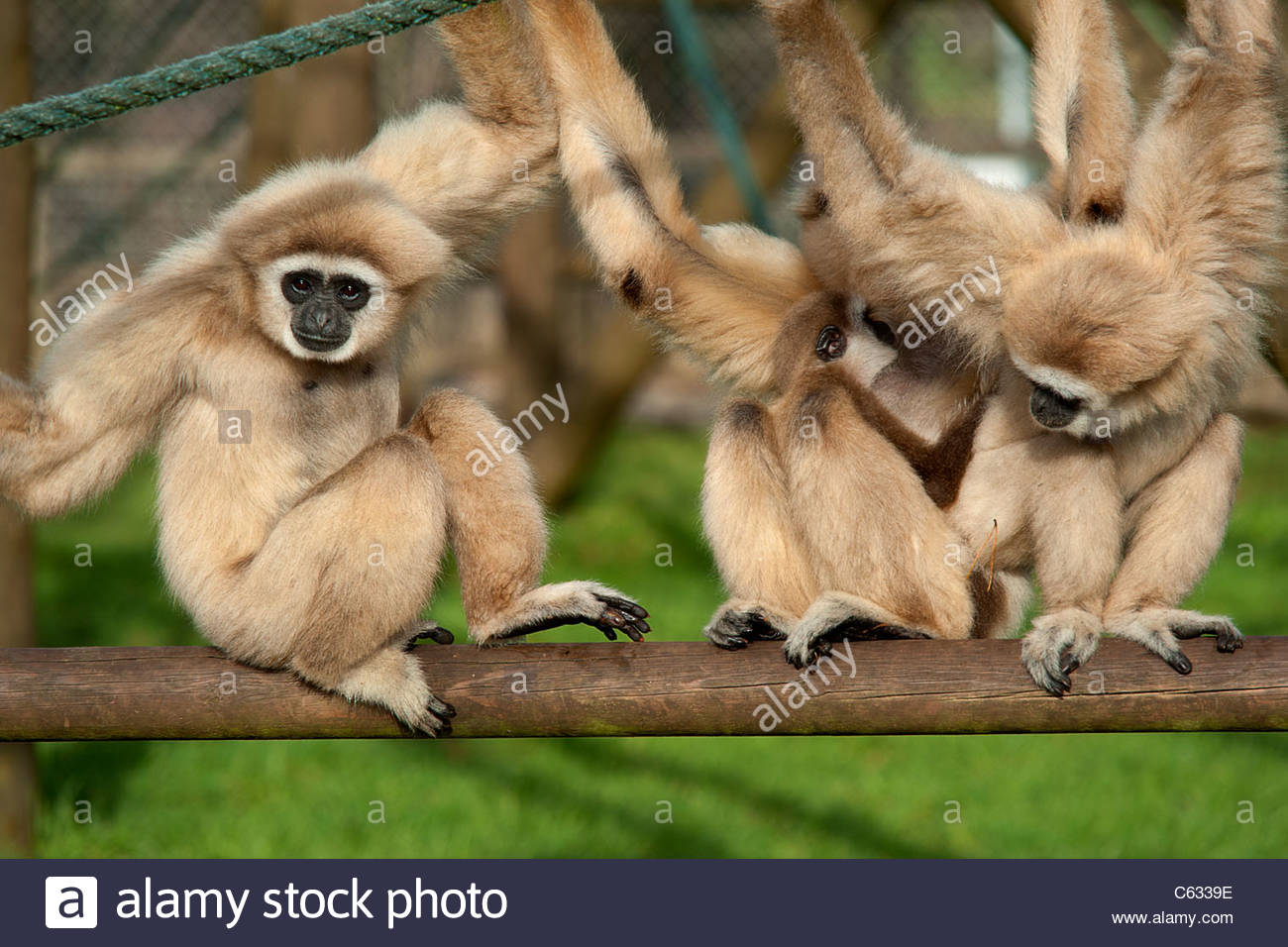 Small Black White Monkey Stock Photos & Small Black White Monkey Stock ...
