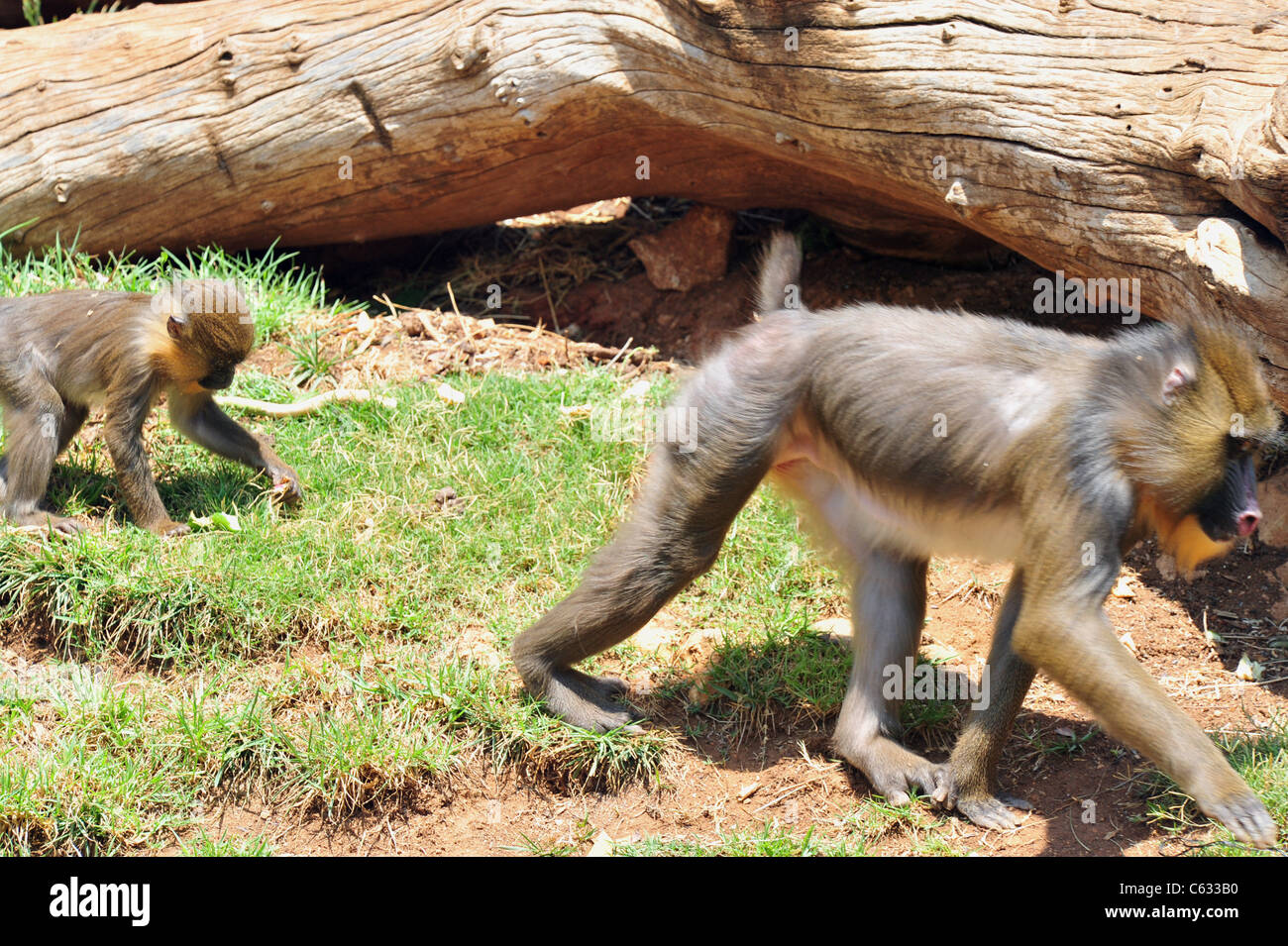 Crossbreed Monkey High Resolution Stock Photography and Images - Alamy