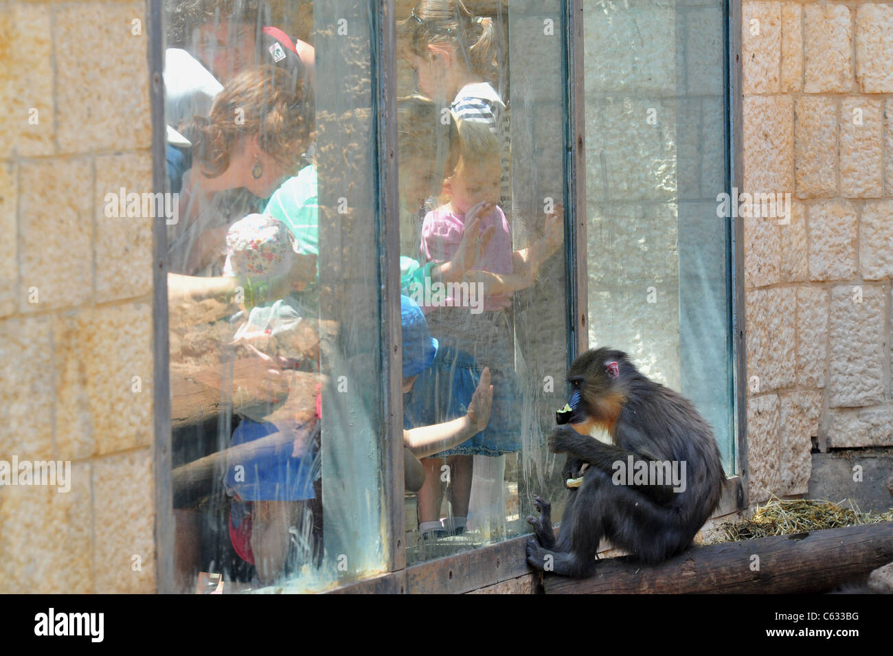 Crossbreed Monkey High Resolution Stock Photography and Images - Alamy