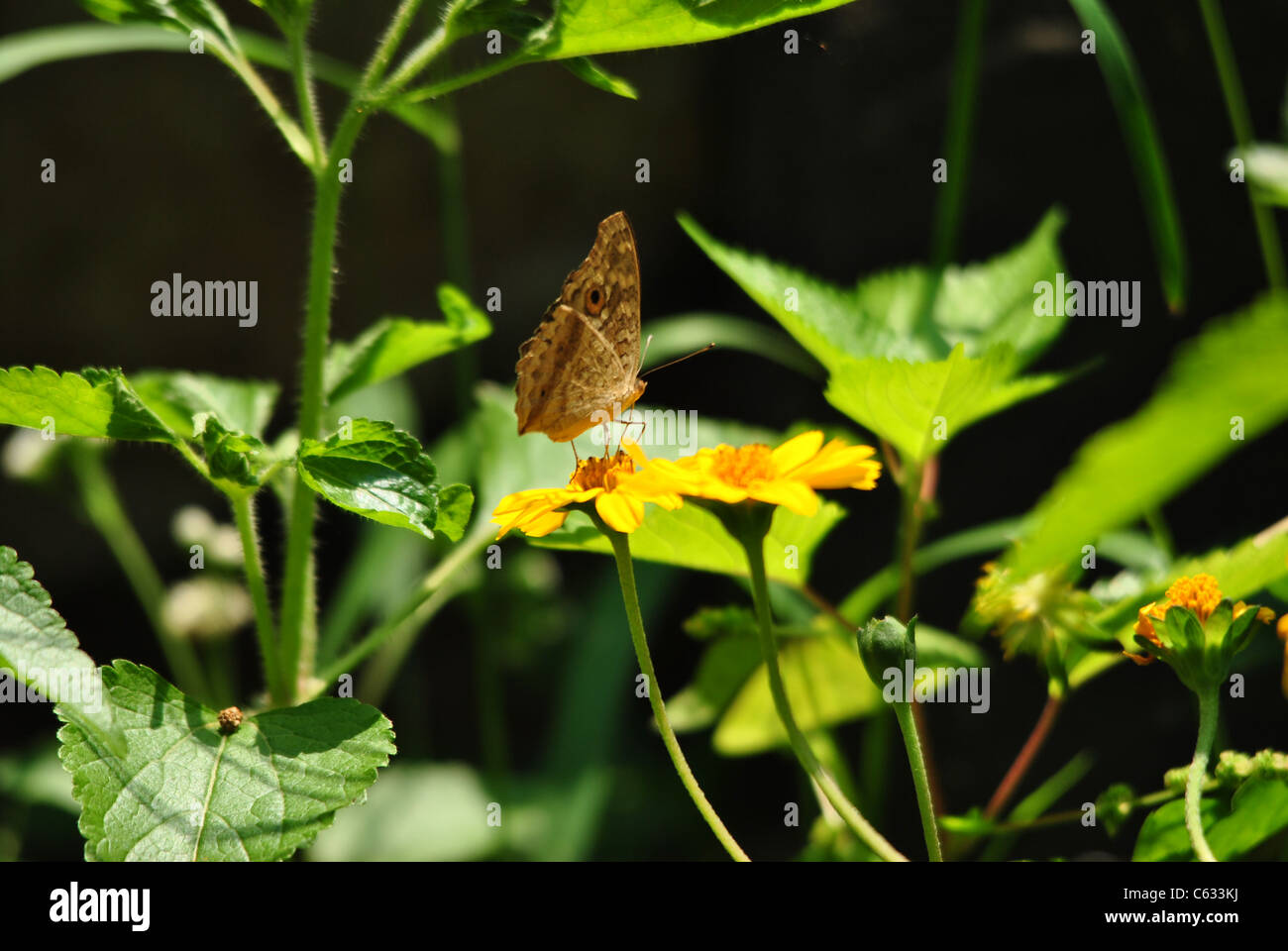 Butterfly hot spot hi-res stock photography and images - Alamy