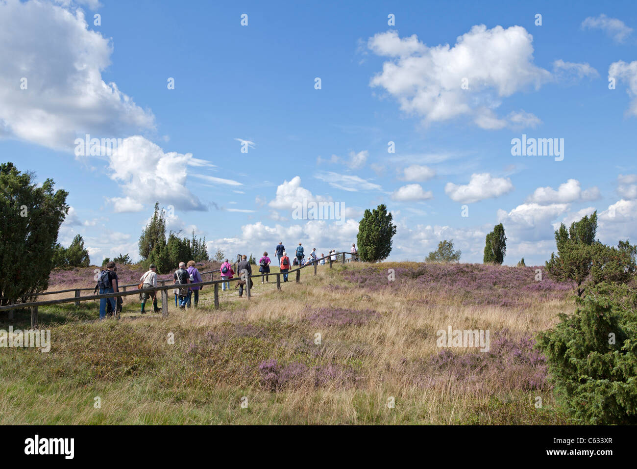 Mount Wilsede, Luneburg Heath, Lower Saxony, Germany Stock Photo - Alamy