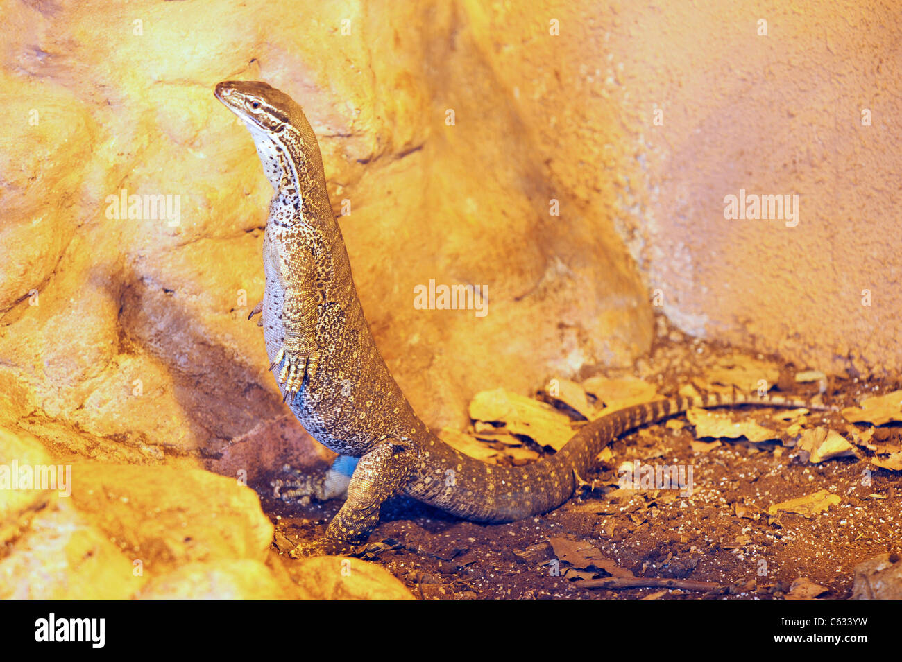 Biblical Creature High Resolution Stock Photography and Images - Alamy
