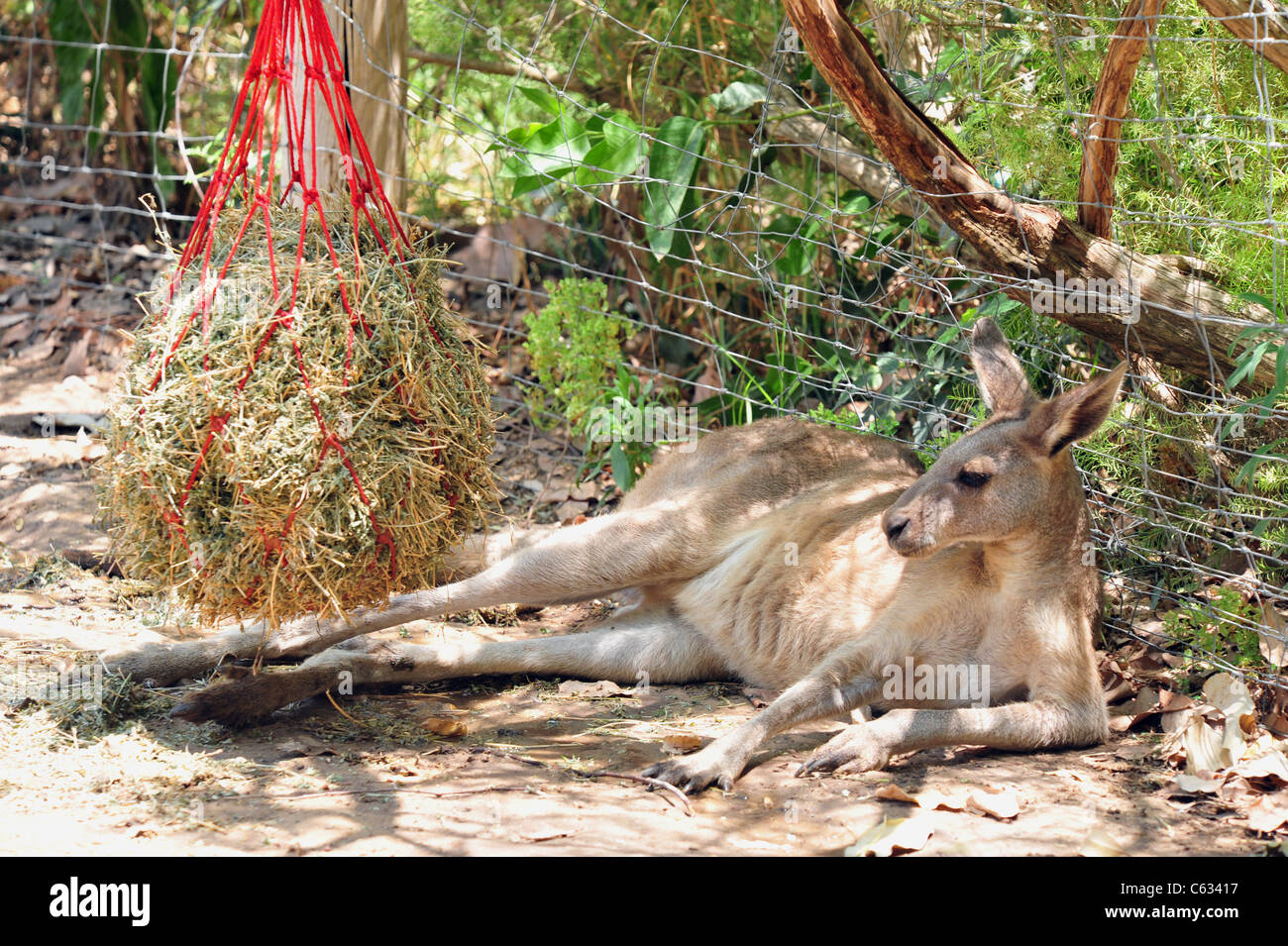 Bush Tucker Territory High Resolution Stock Photography and Images - Alamy