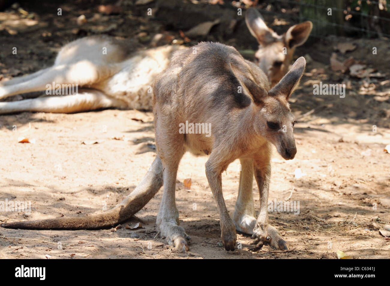 Bush Tucker Territory High Resolution Stock Photography and Images - Alamy