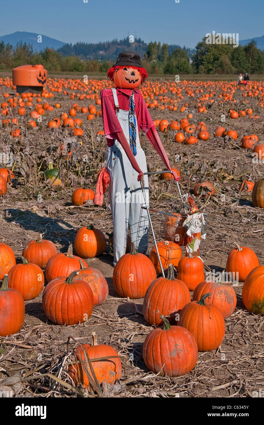 This vertical autumn season stock photo shows a scarecrow with a hat ...