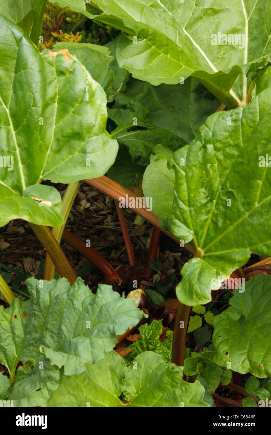 Ripe rhubarb plant growing in a Surrey garden in August Stock Photo - Alamy