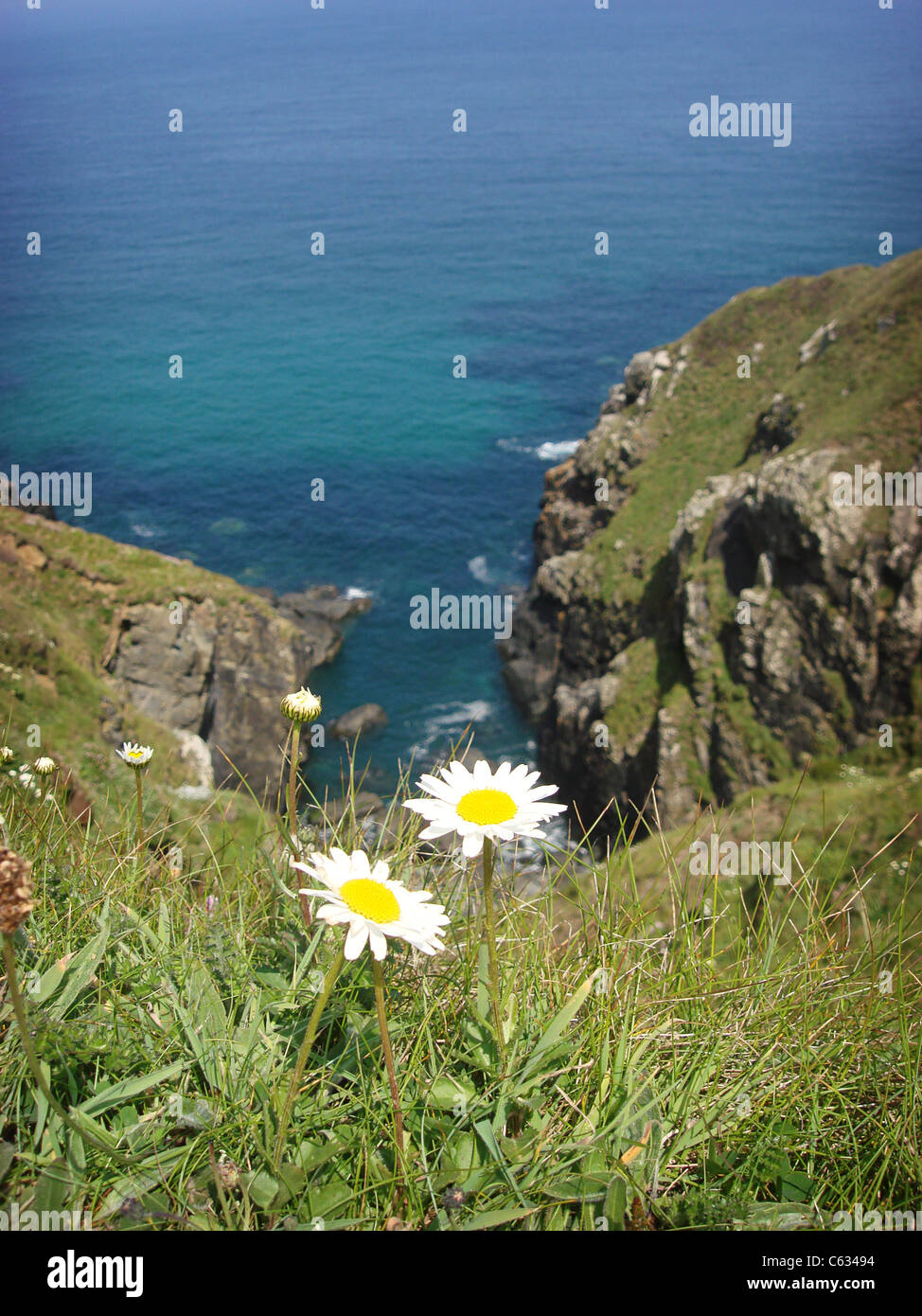 Daisies by the coast Stock Photo - Alamy