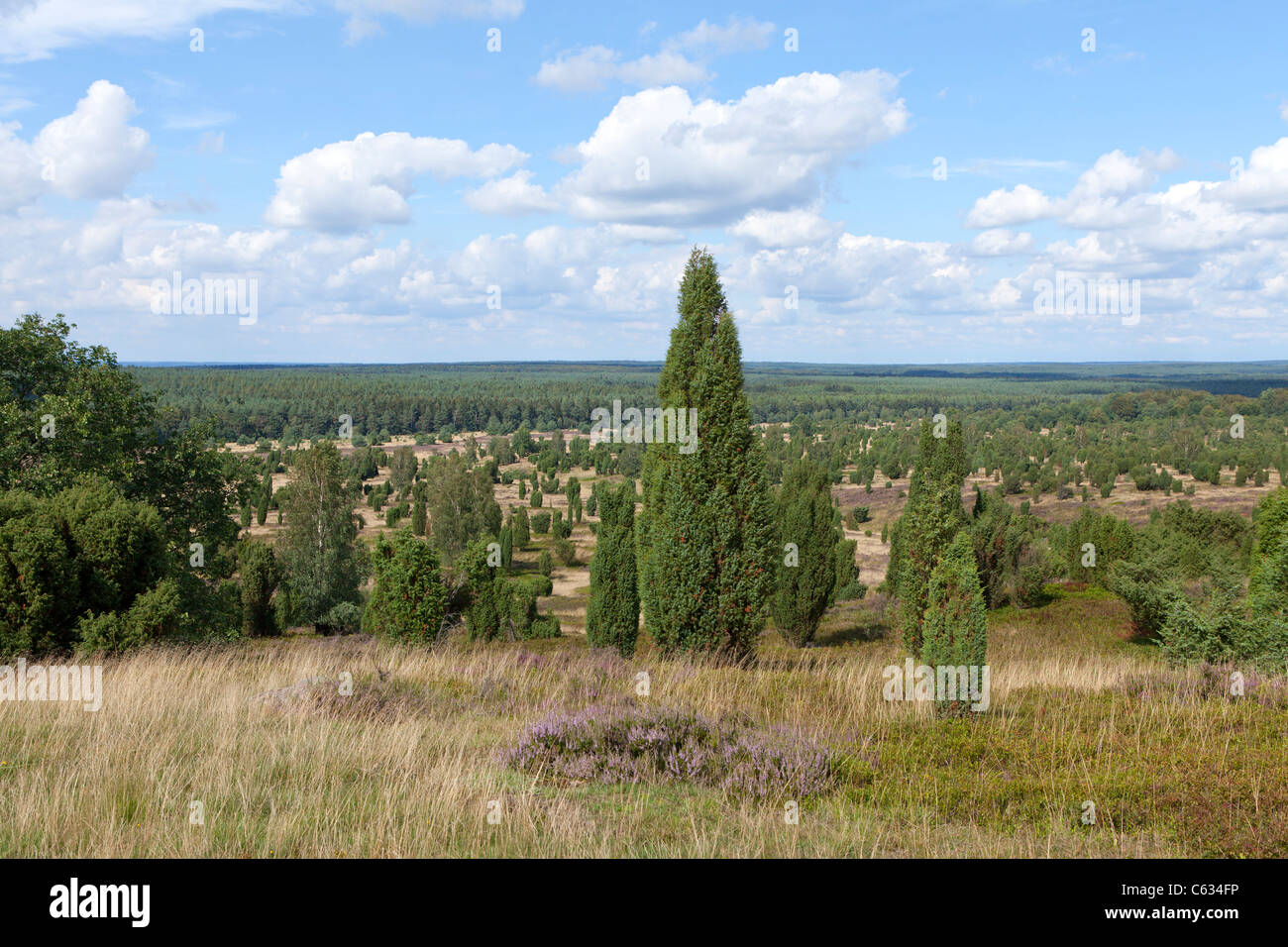 Scrub heath hi-res stock photography and images - Alamy