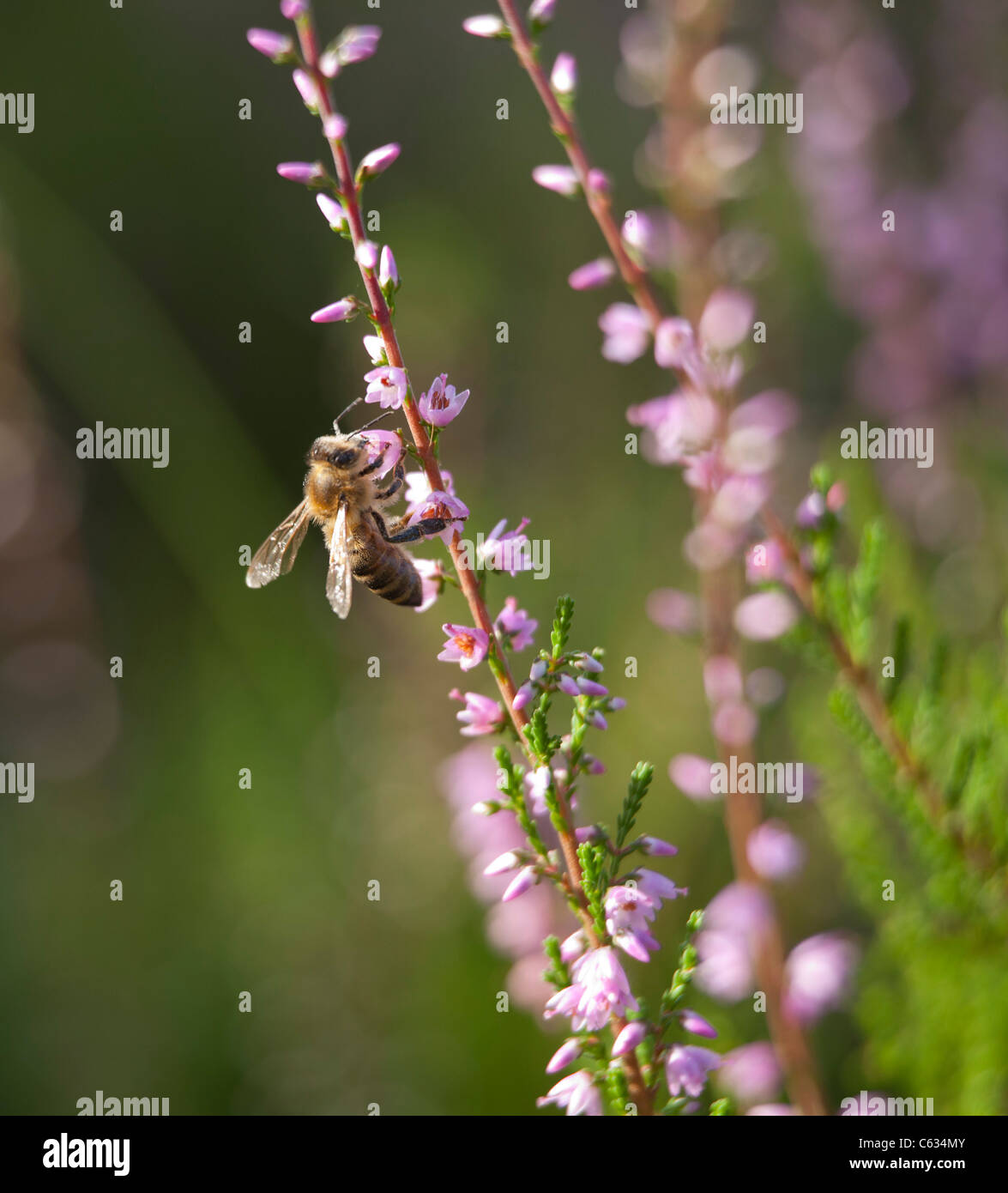 bee in the heather, Luneburg Heath, Lower Saxony, Germany Stock Photo ...