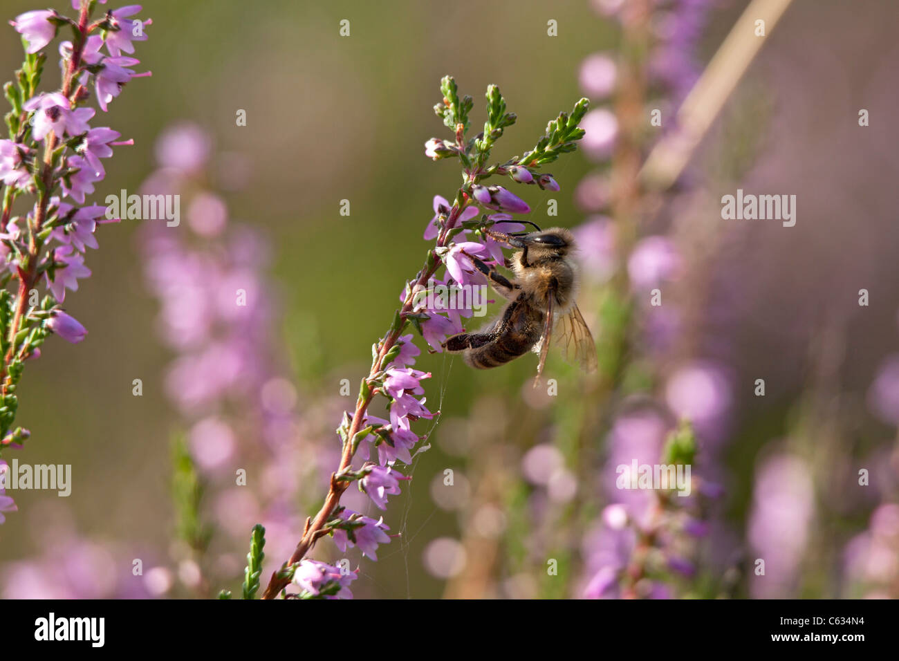 bee in the heather, Luneburg Heath, Lower Saxony, Germany Stock Photo ...