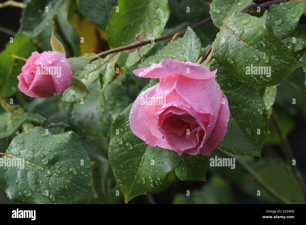 Queen elizabeth rose hi-res stock photography and images - Alamy
