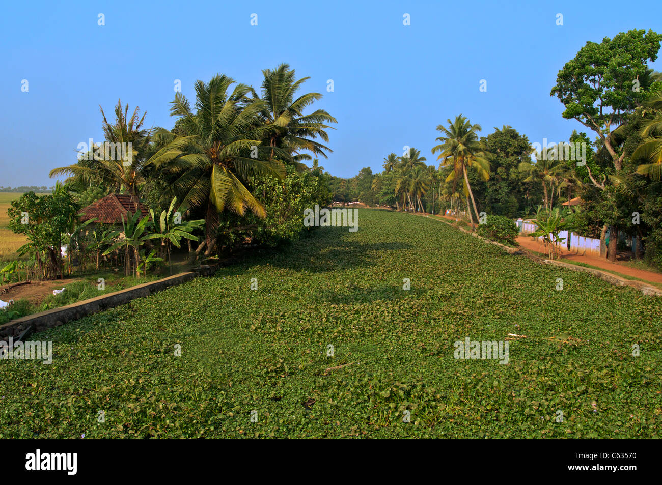 Totally clogged canal with Water Hyacinth Backwaters Kerala South India ...