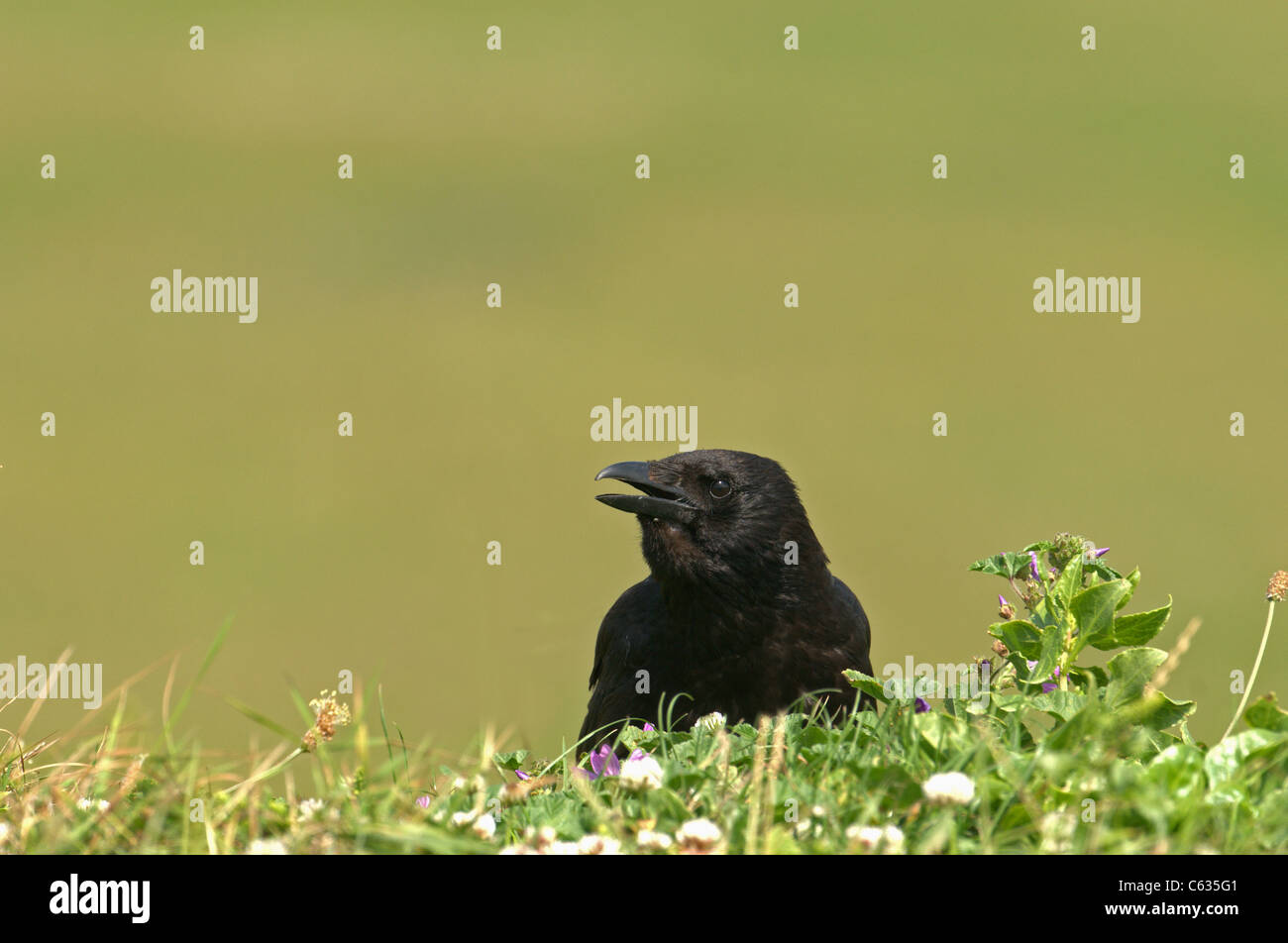 Crow flowers hi-res stock photography and images - Alamy