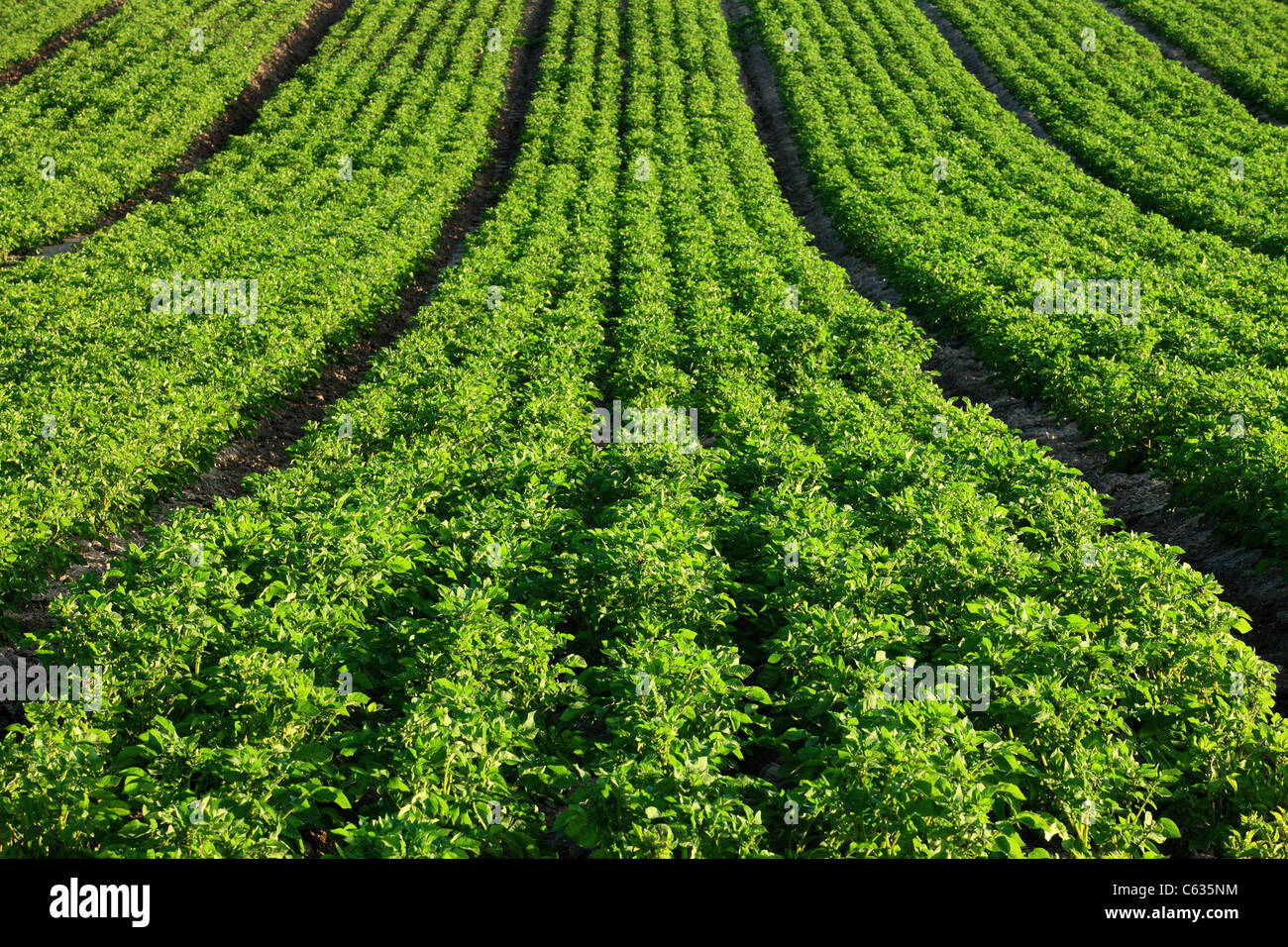 Potato hills water hi-res stock photography and images - Alamy