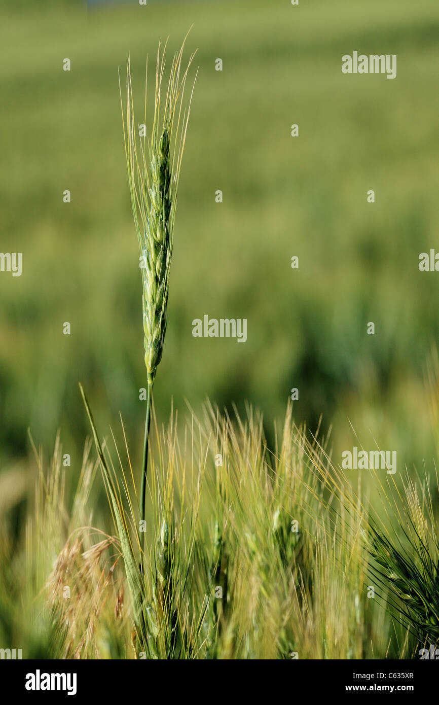 Wheat stalk hi-res stock photography and images - Alamy