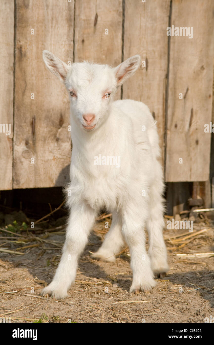 Young goat on farm Stock Photo - Alamy