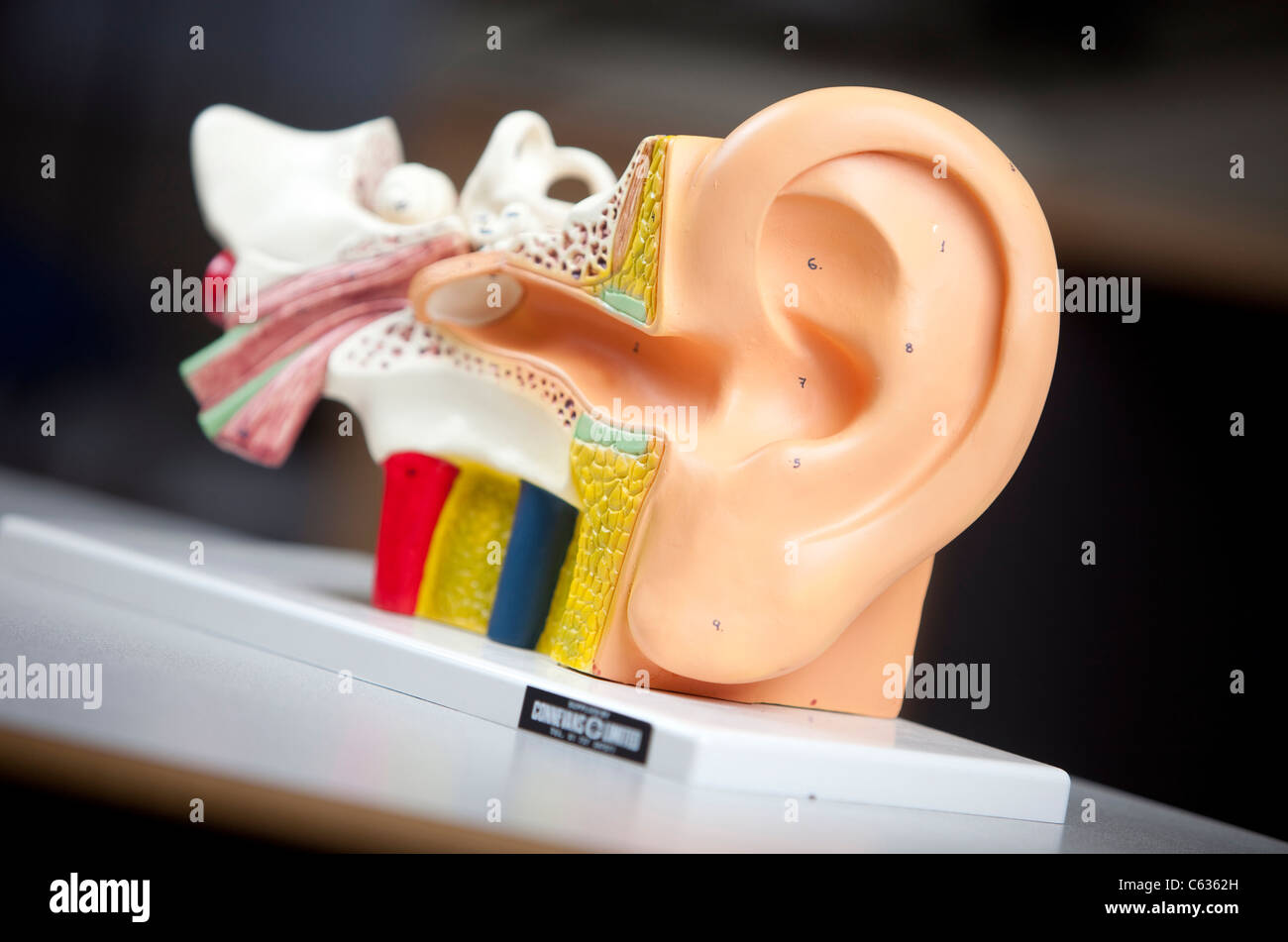Inner Ear High Resolution Stock Photography and Images - Alamy