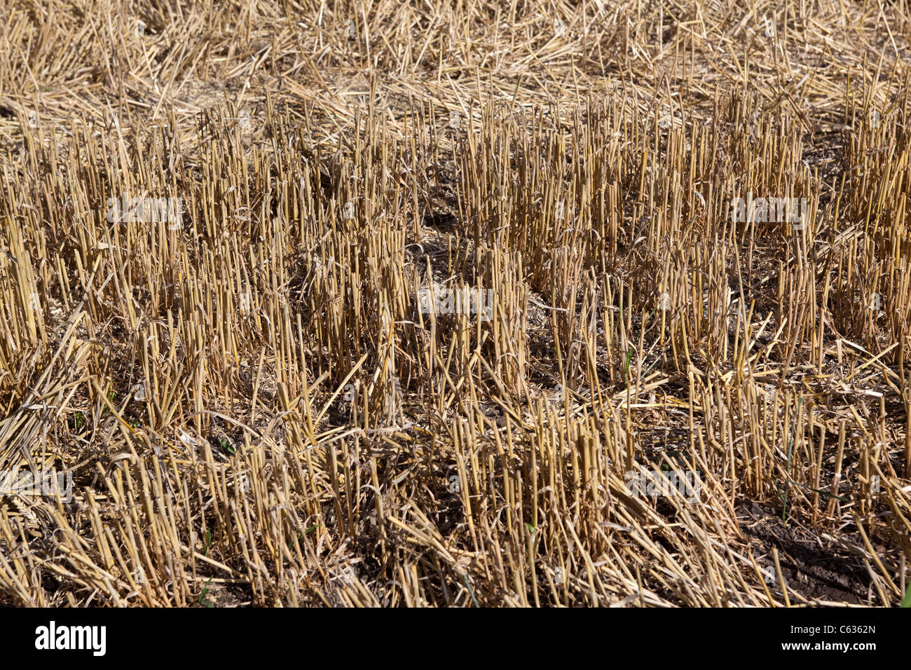 Freshly Cut Wheat Field Stock Photo - Alamy