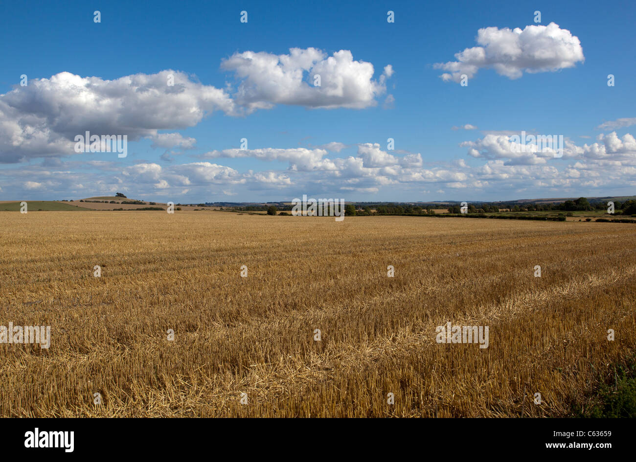 Freshly Cut Wheat Field Stock Photo - Alamy