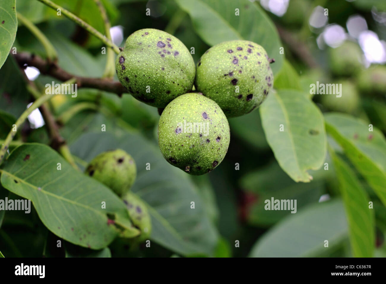 young walnuts on the tree Stock Photo - Alamy