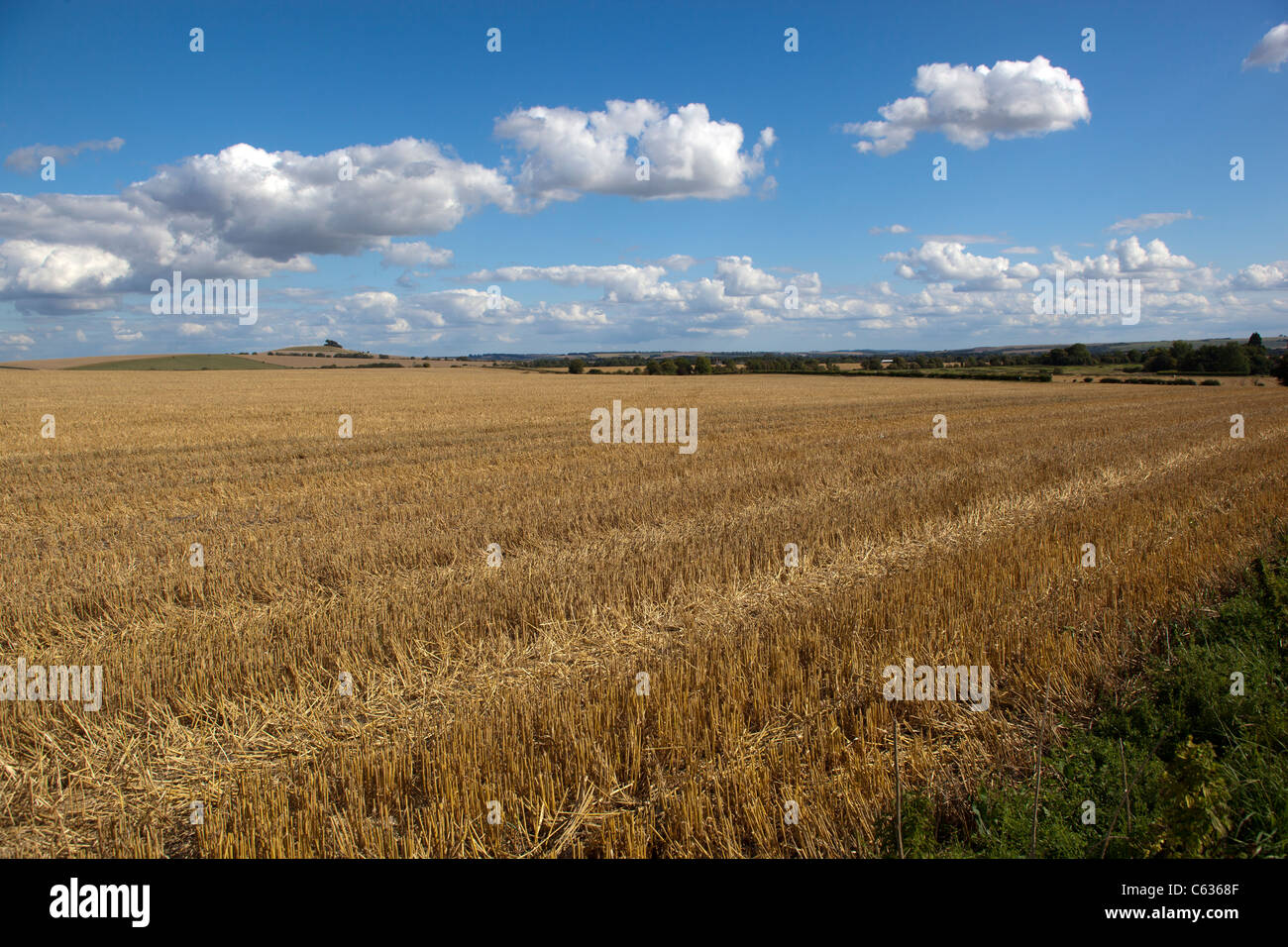 Freshly Cut Wheat Field Stock Photo - Alamy