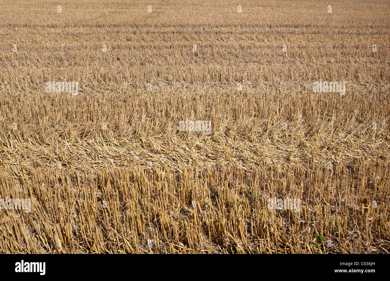 Freshly Cut Wheat Field Stock Photo - Alamy