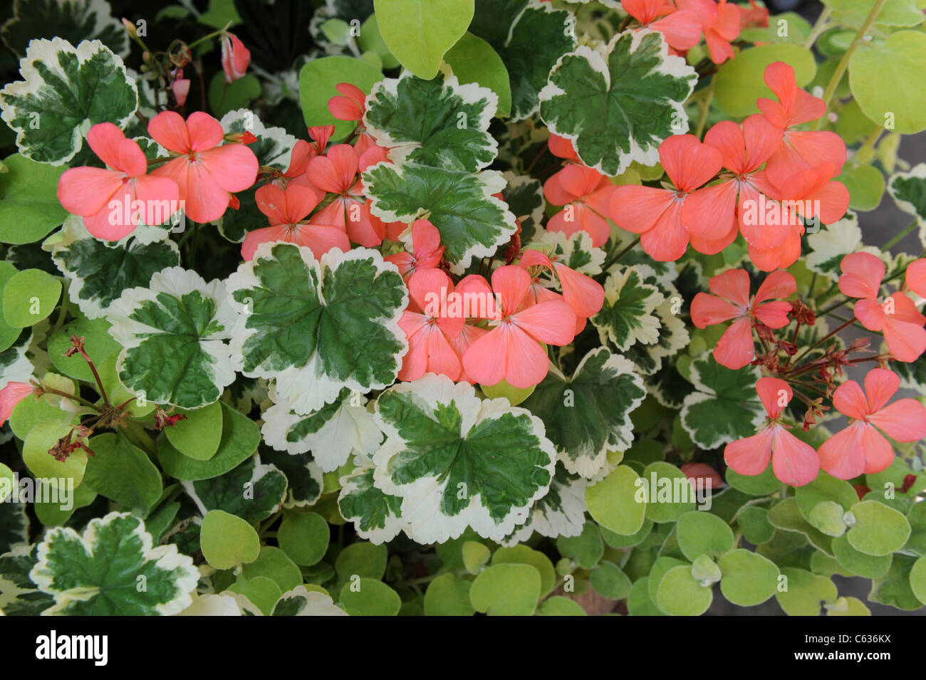 Variegated leaf geranium hi-res stock photography and images - Alamy