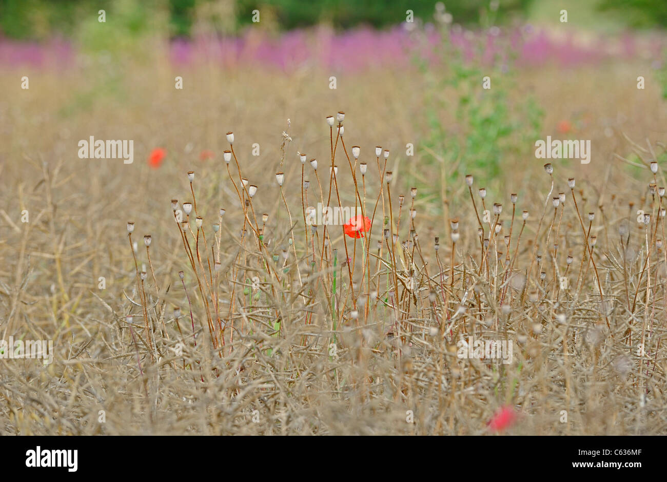 Papaver rhoeas seed head hi-res stock photography and images - Alamy