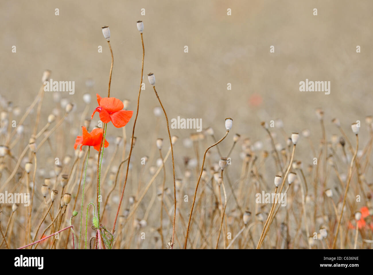 Papaver rhoeas seed head hi-res stock photography and images - Alamy