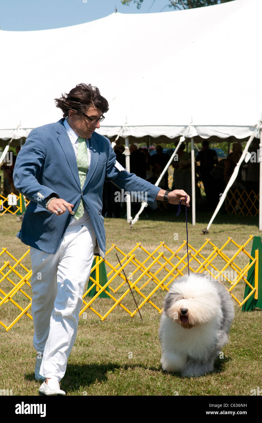 Handler showing Old English Sheepdog in show ring Stock Photo - Alamy